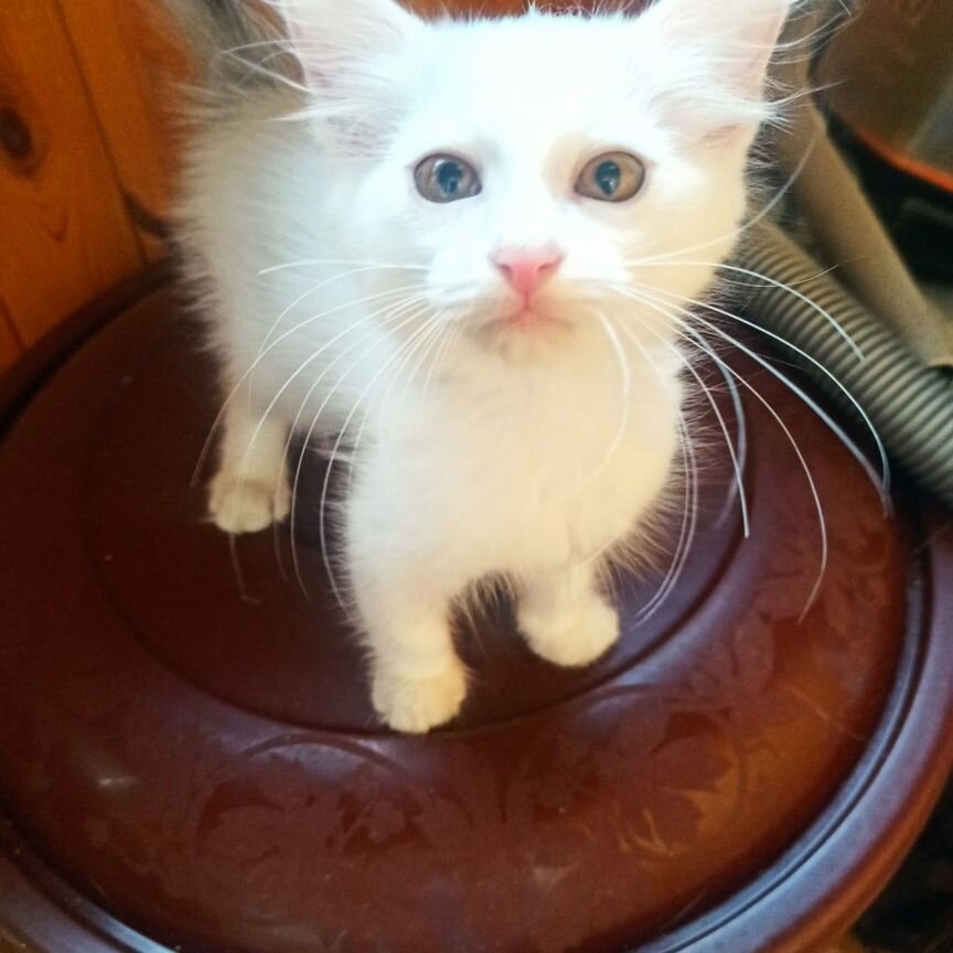 Красивые котята в добрые руки