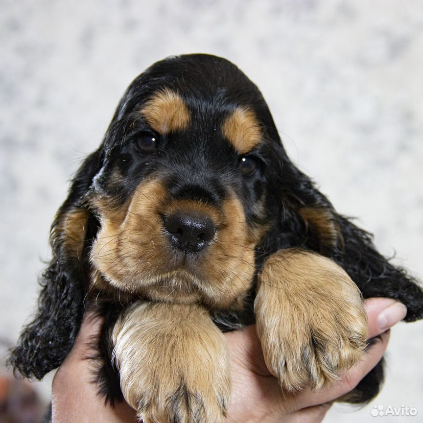 Английский кокер спаниель