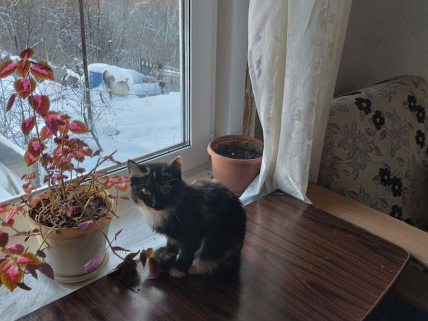 Кошка 5-6 месяцев