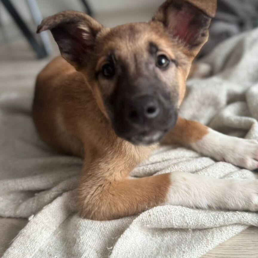 Ласковый мальчик ищет любящих родителей