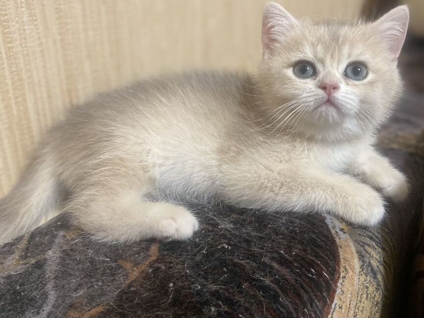 Котик 2 месяца в окрасе голубое золото