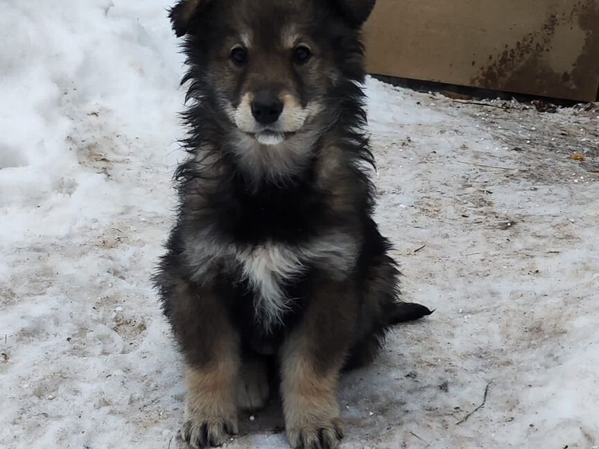 Щенок в добрые руки