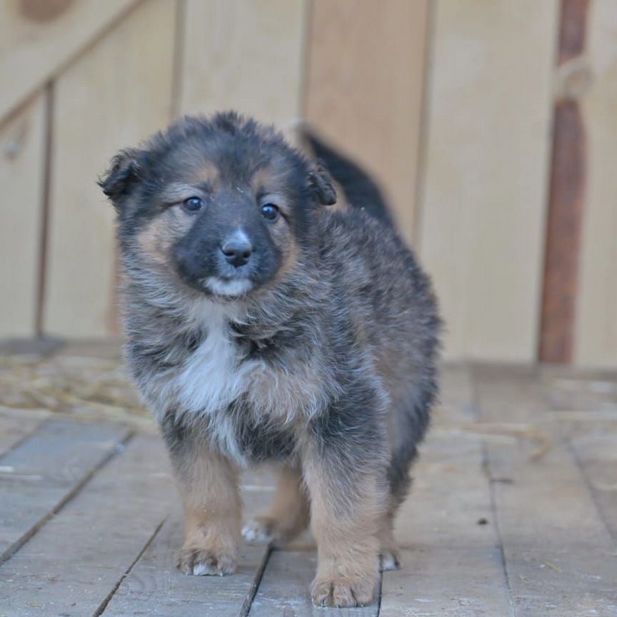 Ищут ответственных родителей