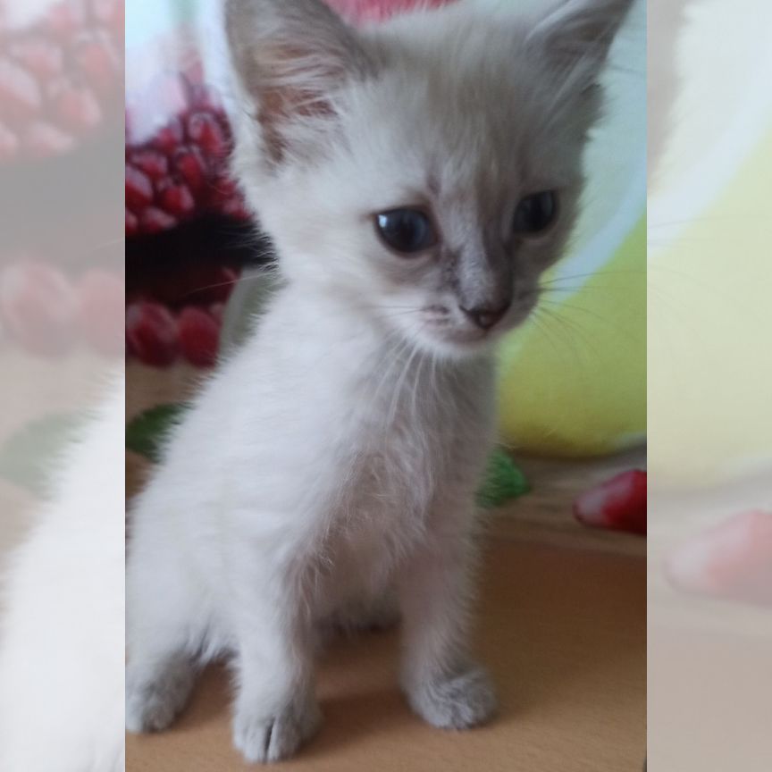 Кошечка