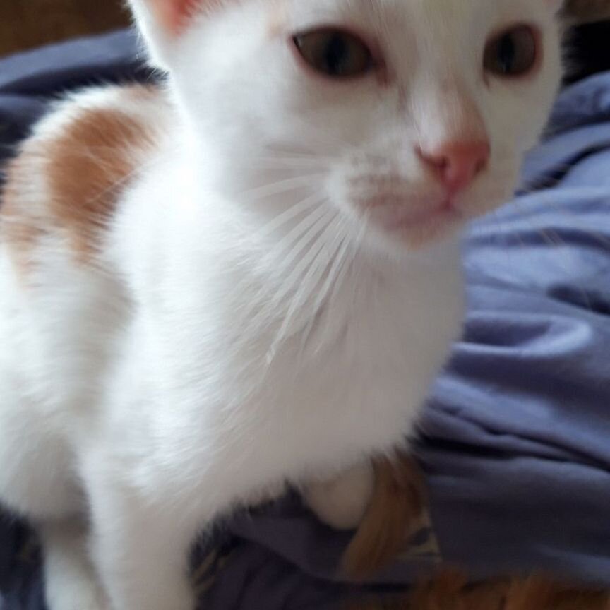 Кот, 3 месяца