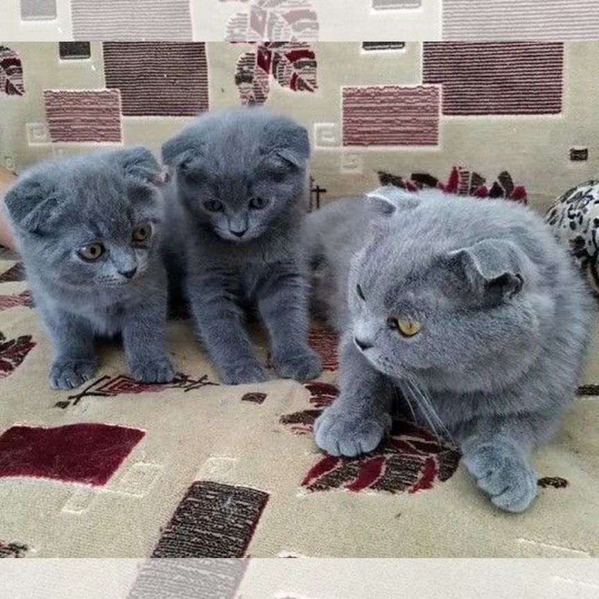 Котята вислоухие