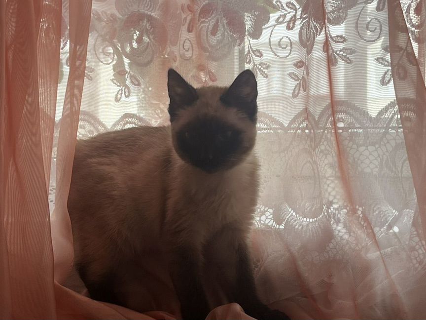 Сиамская кошечка