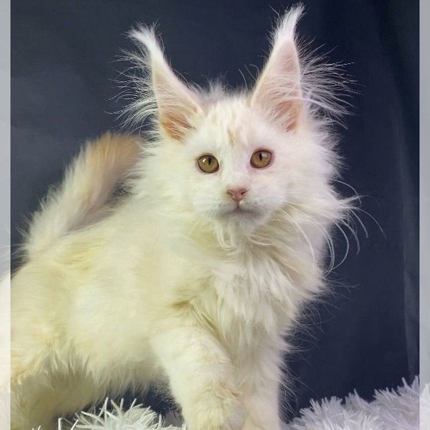 Мейн-кун котёнок