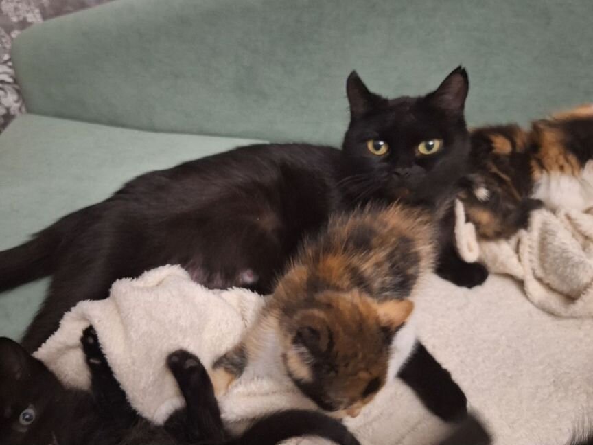 Котята