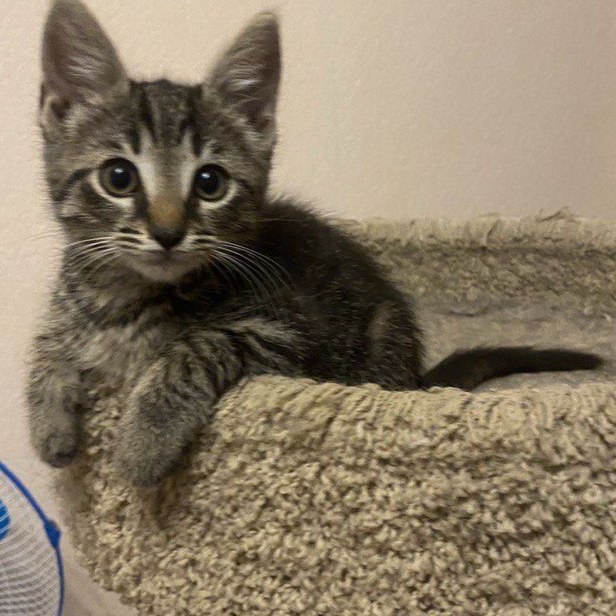 Любопытна, умна, игрива. Котёнок в добрые ручки