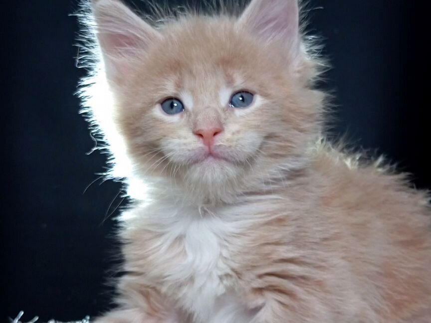 Мейн кун мальчик