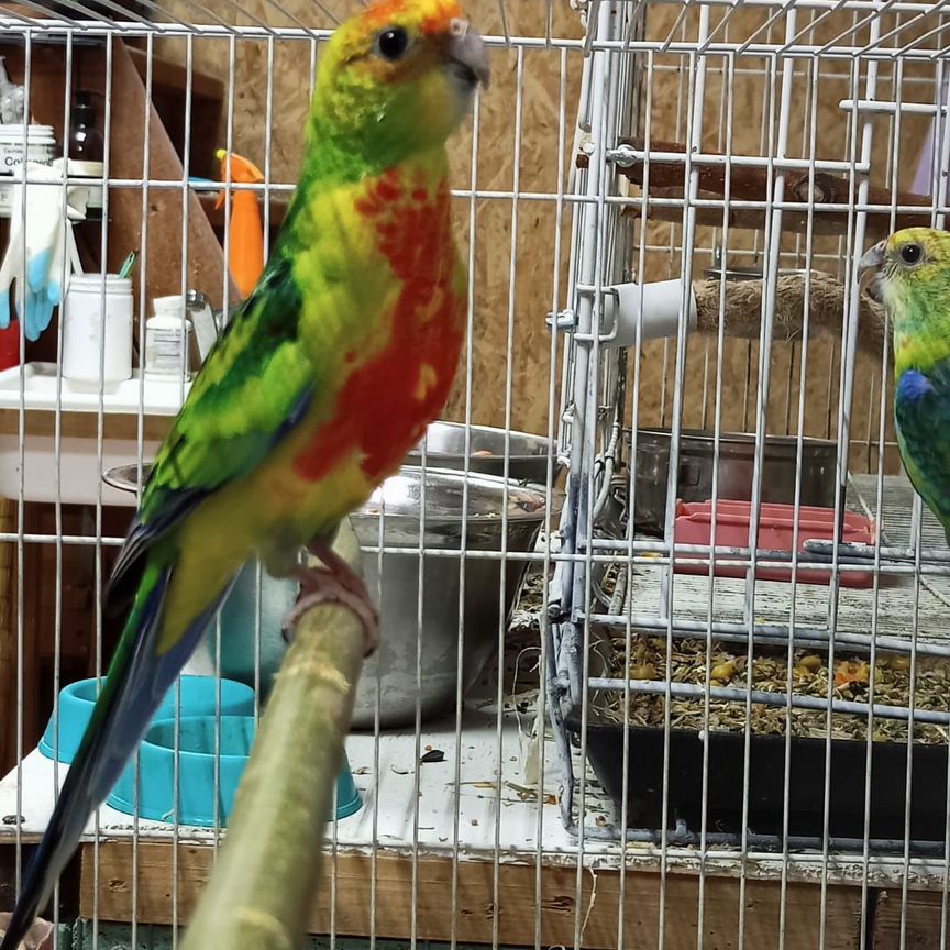 Попугай розелла