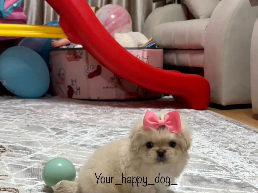 Красивая Девочка Пекинесочка