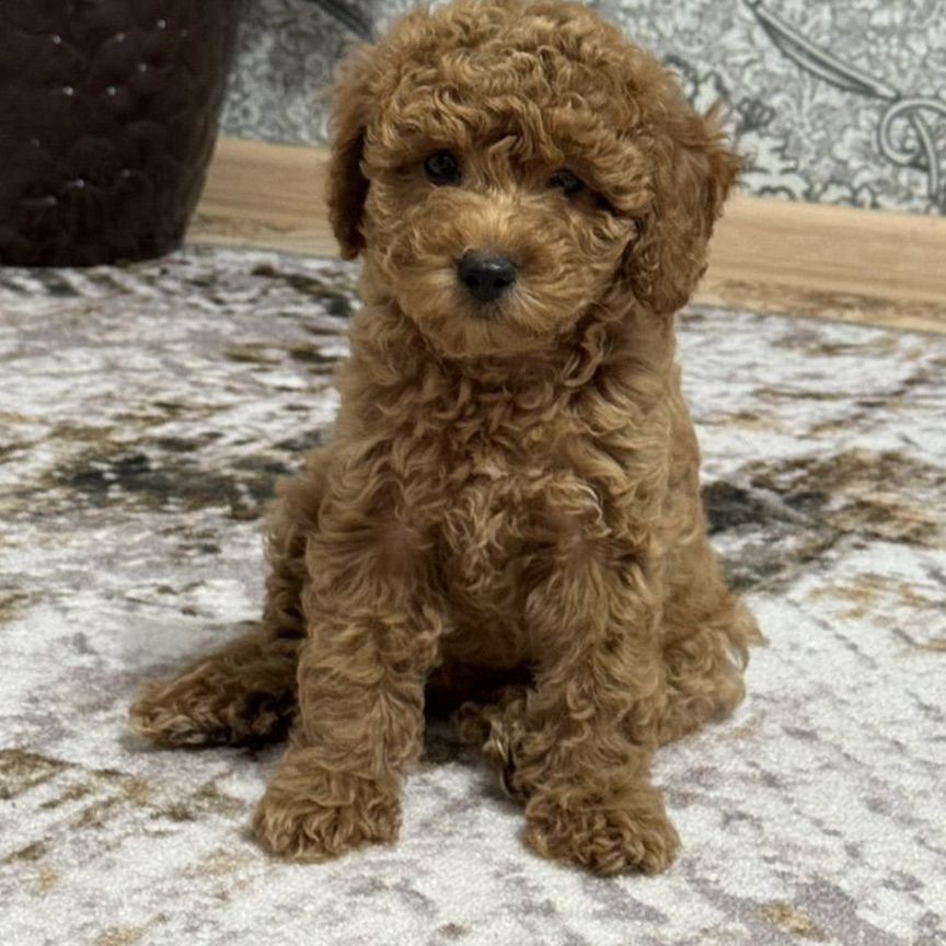 Той-пудель, щенок