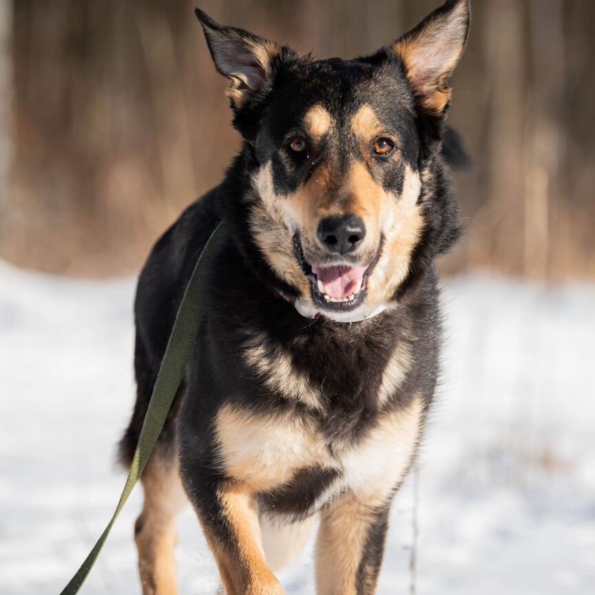 Взрослый пёс в добрые руки