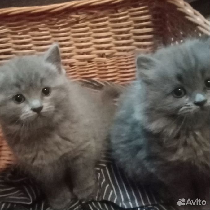 Котятки в поиске нового дома