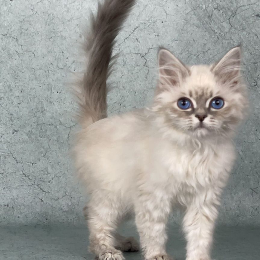 Невский маскарадный котик
