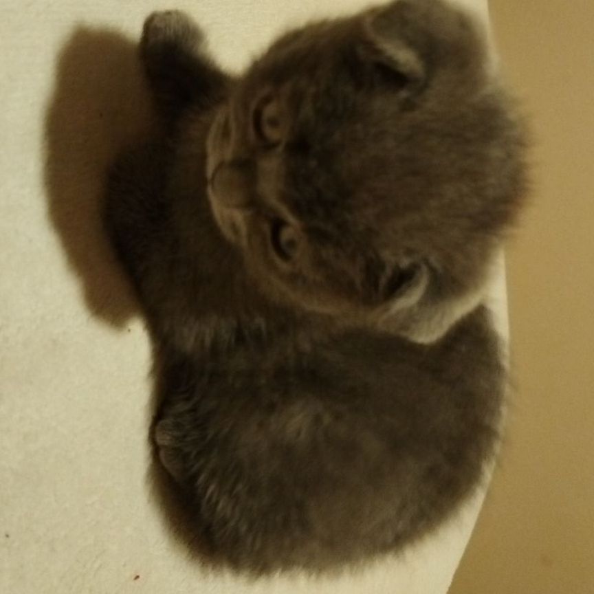 Шотландский вислоухий короткошёрстный котёнок