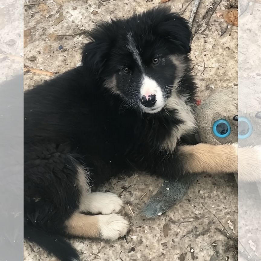 Щенок в добрые руки