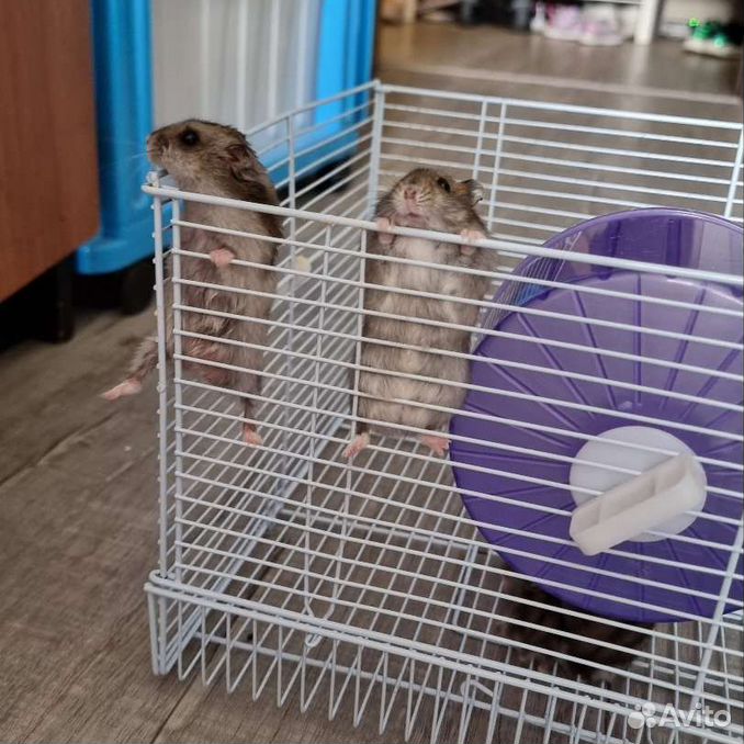 Джунгарский хомяк с клеткой