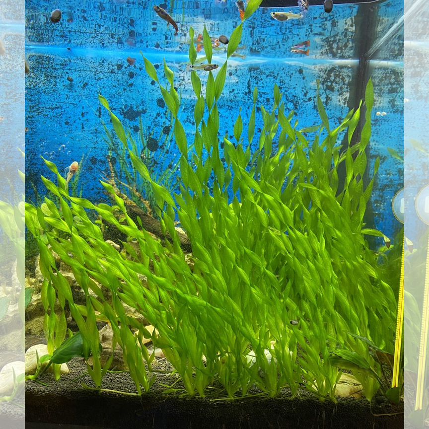 Аквариумное растение Валлиснерия спиральная