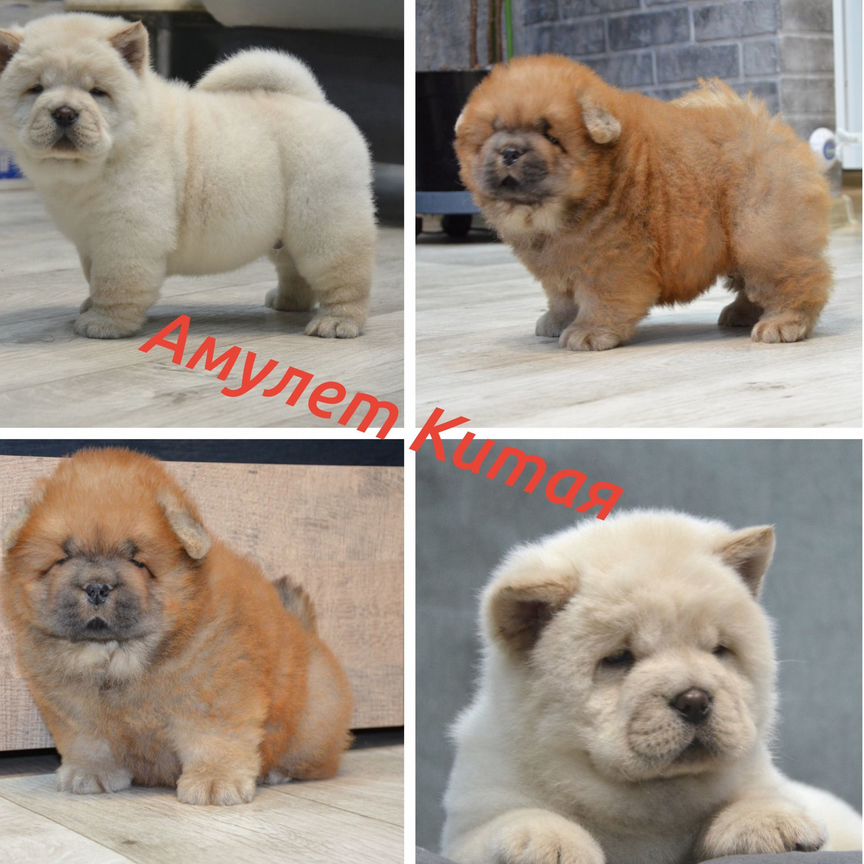 Чау-чау, щенок