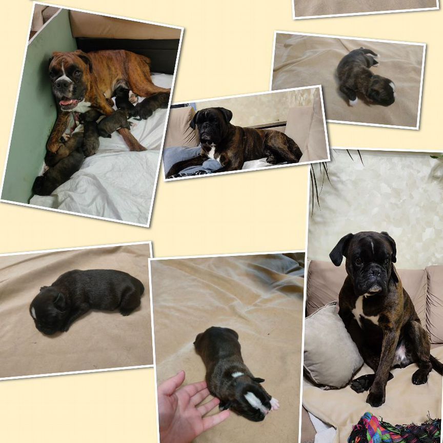 Щенки немецкого боксера ищут верного друга