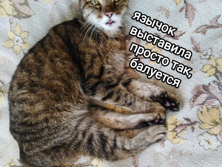 Кошечке инвалиду совсем некуда идти