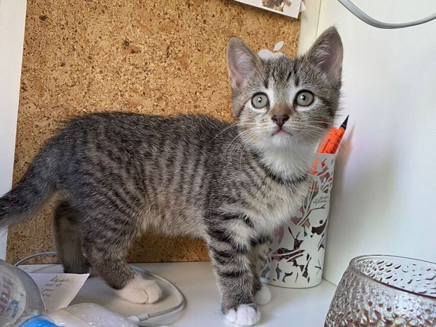 Котёнок в дар