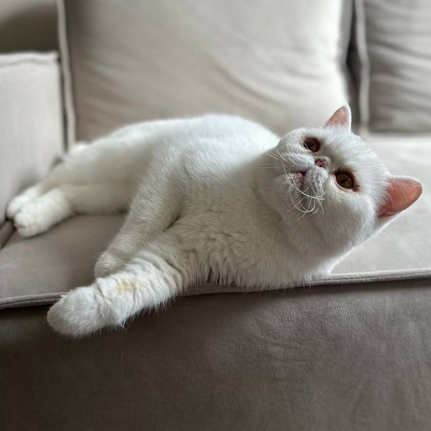 Экзотический короткошёрстный кот, взрослый