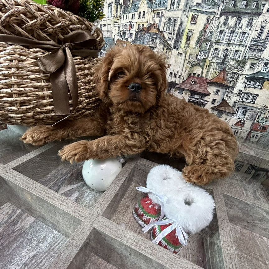 Красный прекрасный огонек