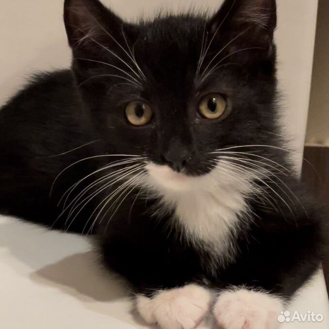 Котенок маркиз 3 мес