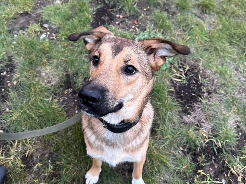 Ищет дом молодая собака