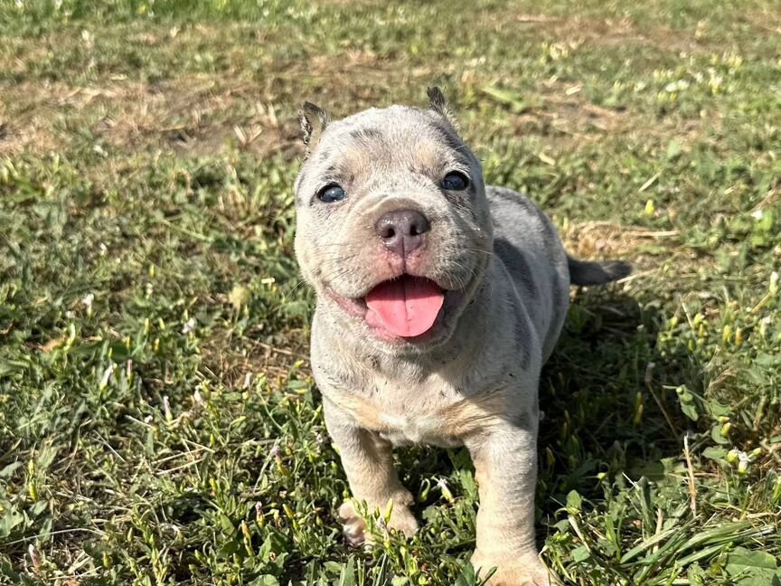 Американский булли покет