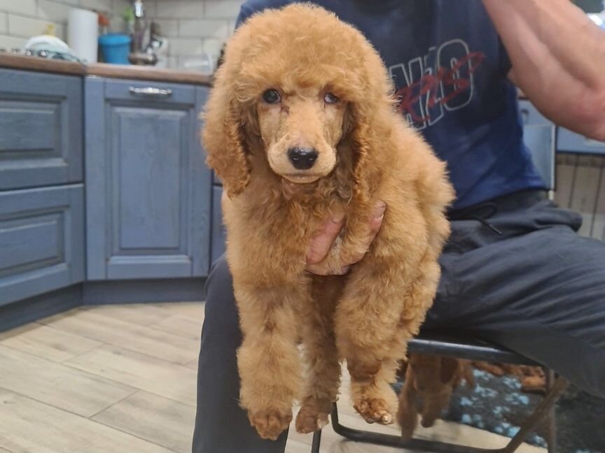 Королевский пудель