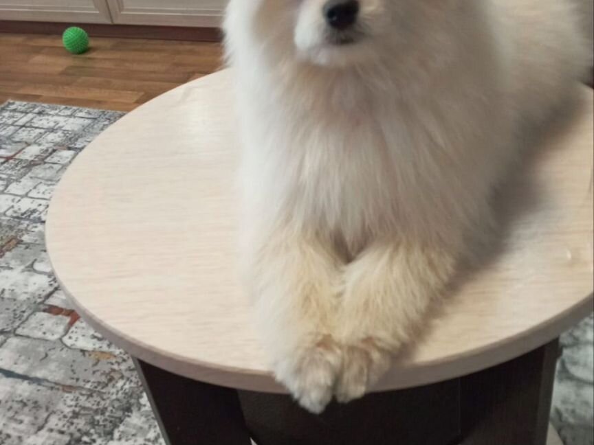 Померанский шпиц девочка