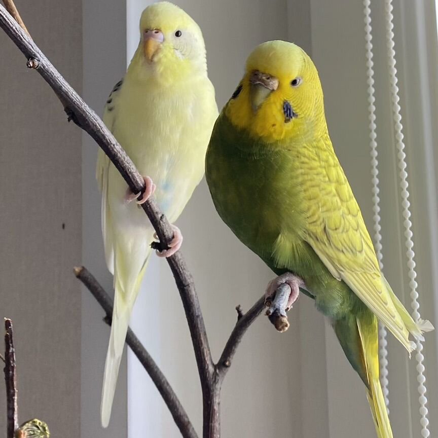 Волнистые попугаи с клеткой, кормом и прочим