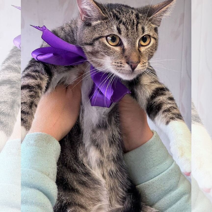 Приютский котенок ищет дом