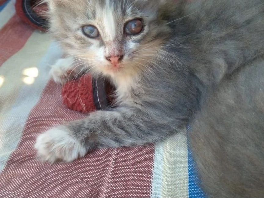 Котята