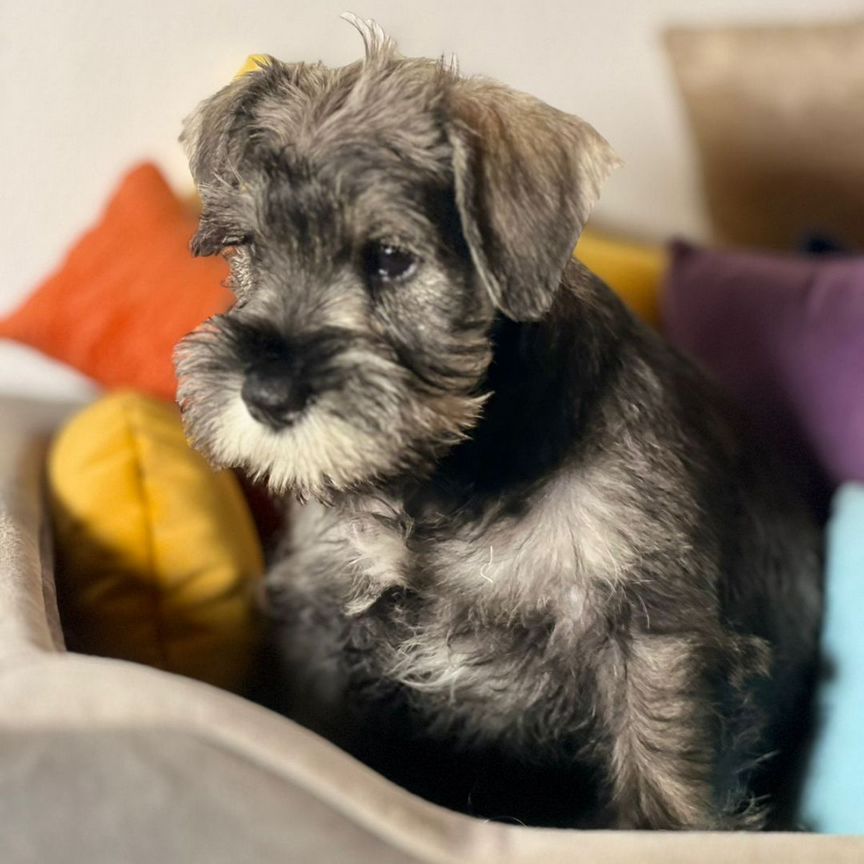 Цвергшнауцер