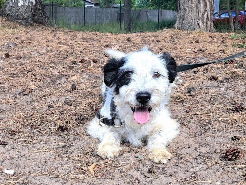 Собака в добрые руки маленькая порода