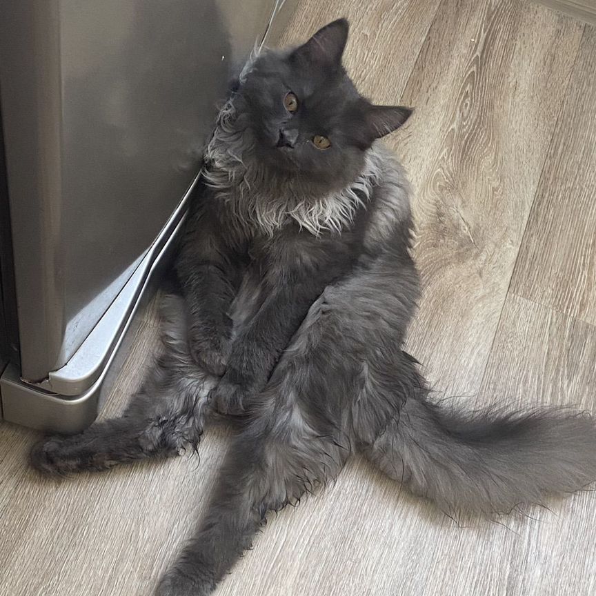 Отдам котика в добрые руки