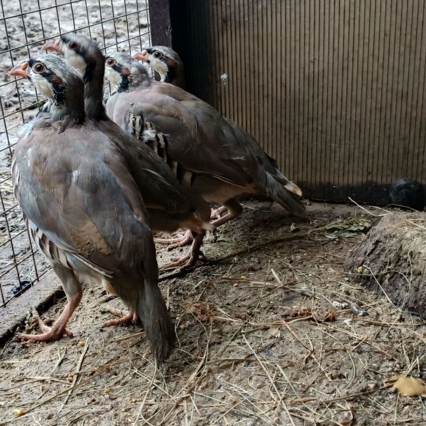 Азиатский кеклик, каменная куропатка
