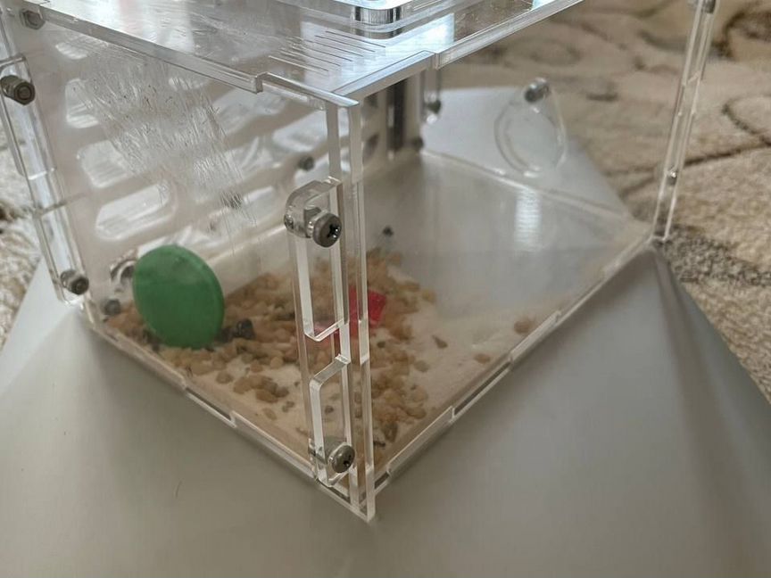 Формикарий