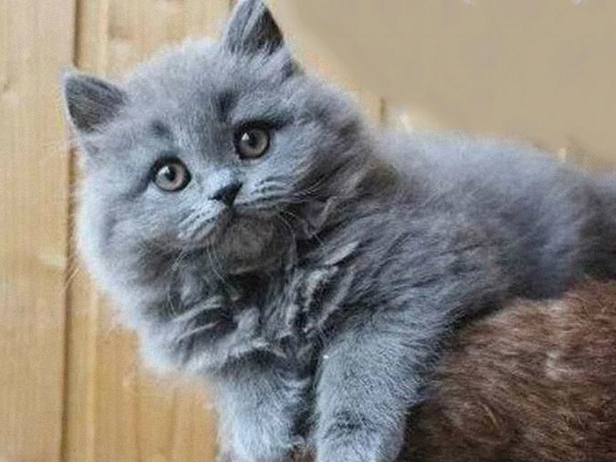 Крупный британский котик