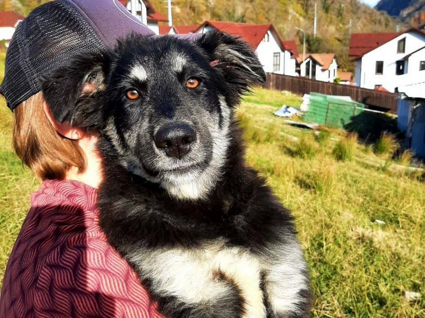 Щенок метис маламута в добрые руки