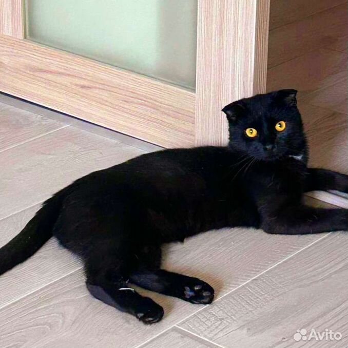 Кот вислоушка Джек. Кот-компаньон. В дар. Спасен