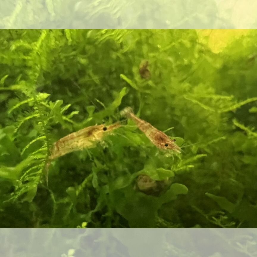 Аквариум с рыбками