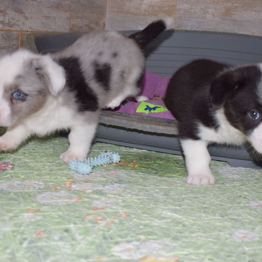Вельш-корги Кардиган щенки