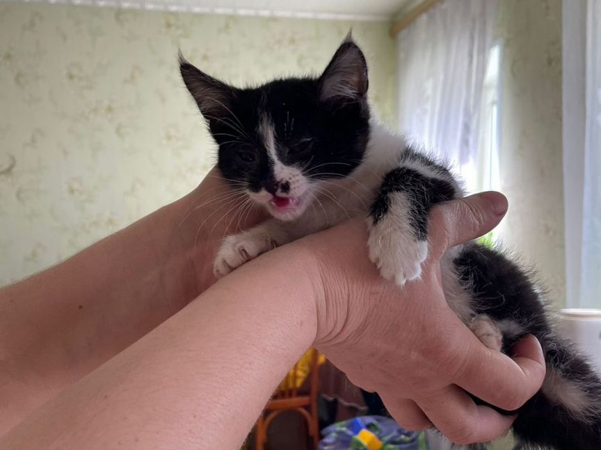 Котятки в добрые руки